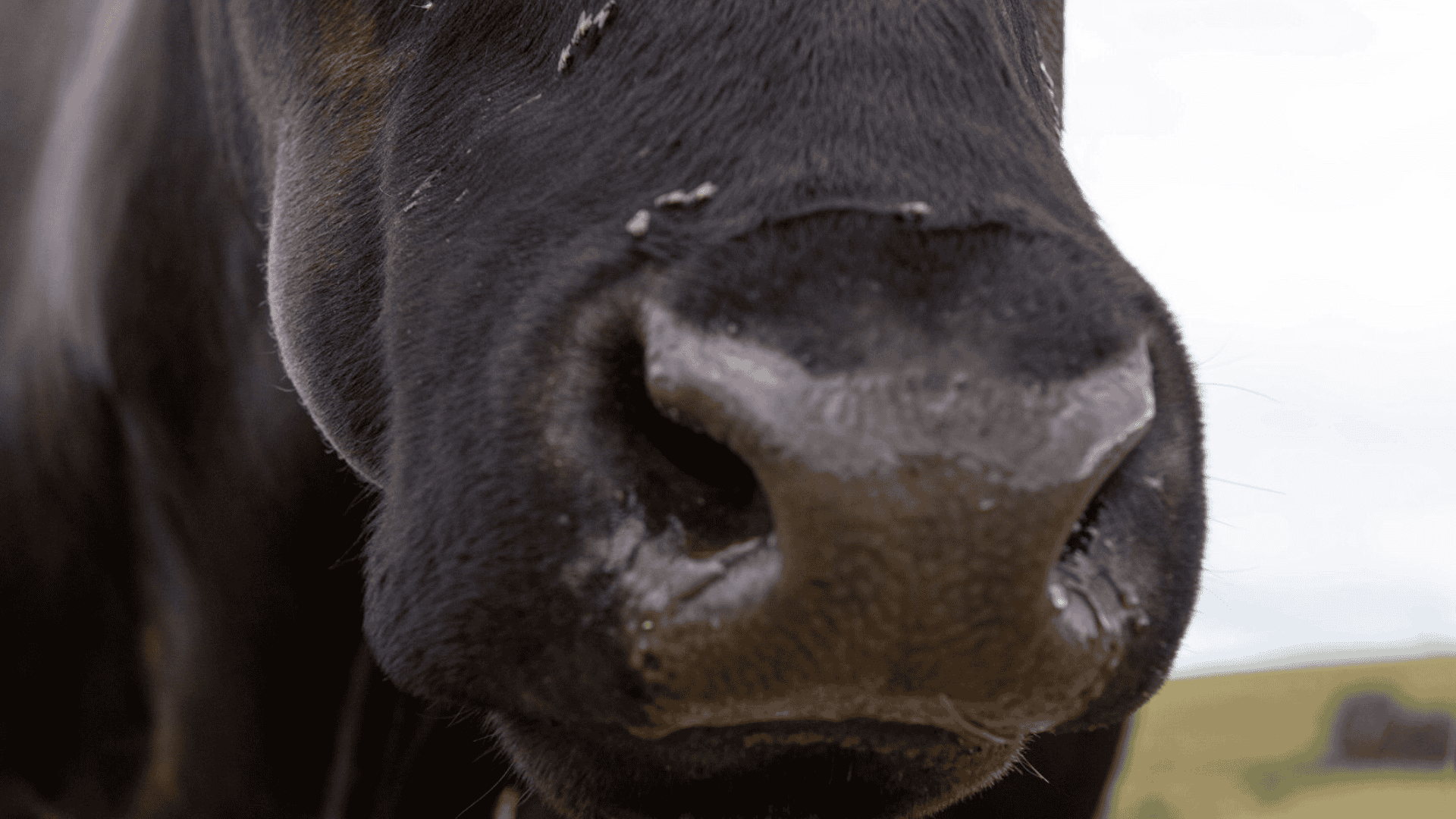 Nzs Bold Pledge To Reduce Methane Emissions By 2050